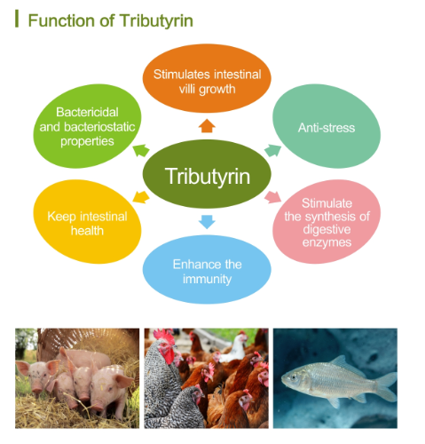 70% Tributyrin Short Term Fatty Acids Bypass Stomach Porous Starch Carrier